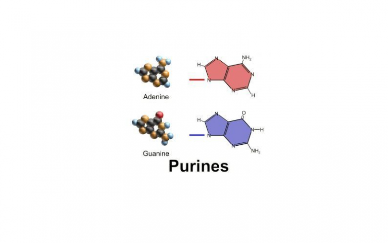 Obsah purinů v potravinách: Proč ho neřešit jen kvůli dně? - Život ženy